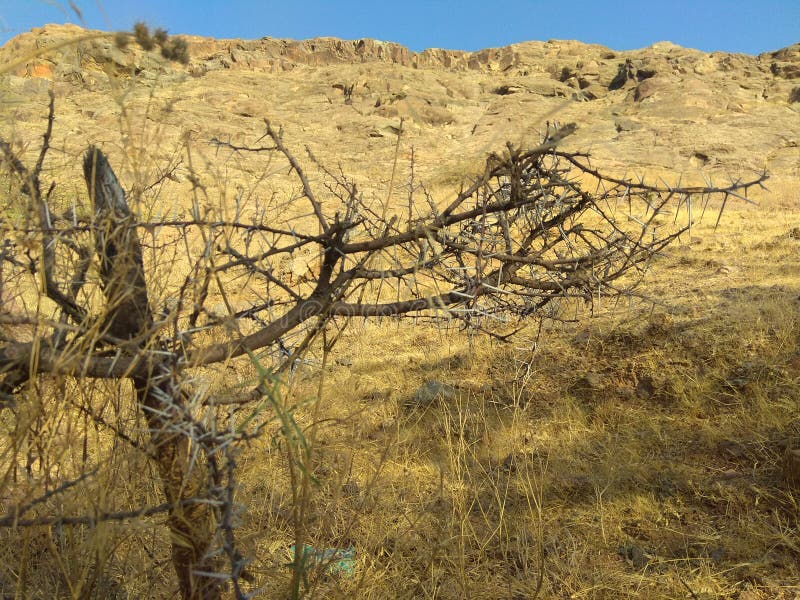 Beauti of Nature Kata Trees Stock Photo - Image of beauti, kata: 121242760