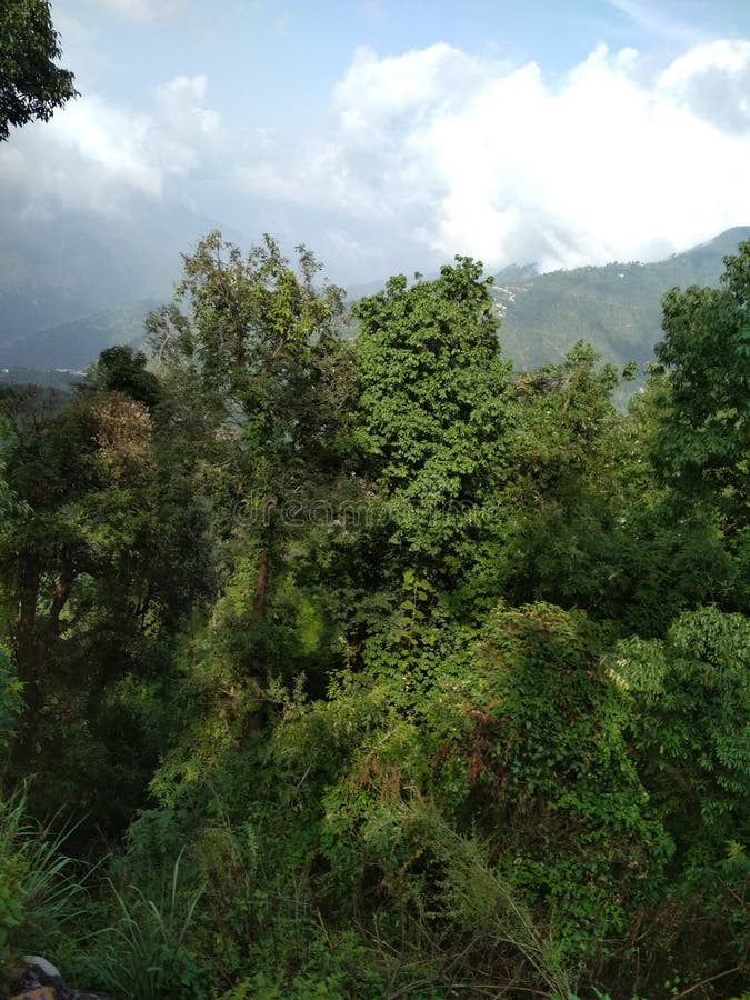 Mansoori Tree Stock Photos - Free & Royalty-Free Stock Photos from ...