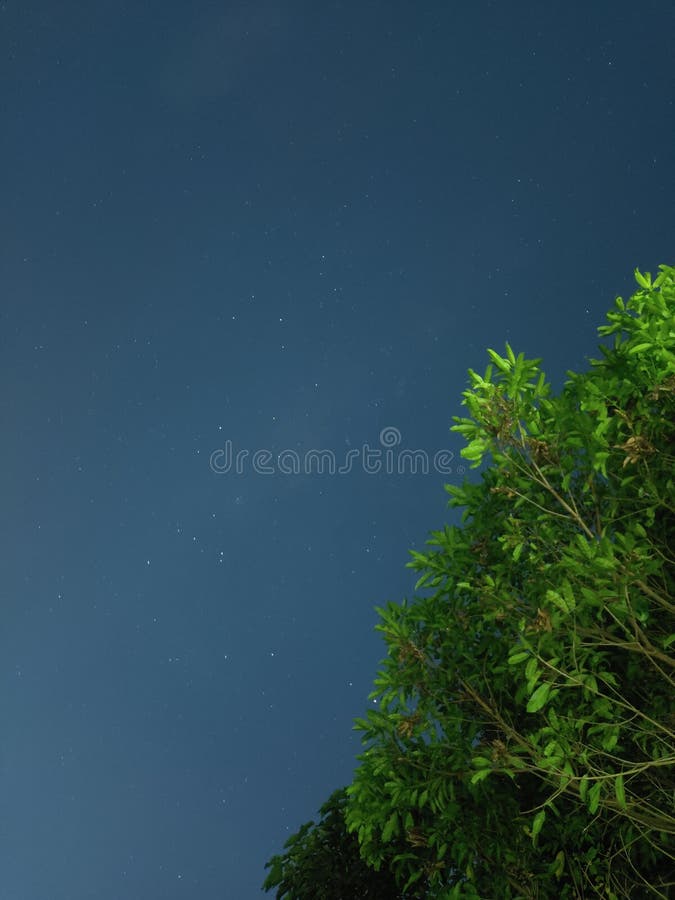 Beautifful Starry Night with Great Tree Stock Image - Image of great ...