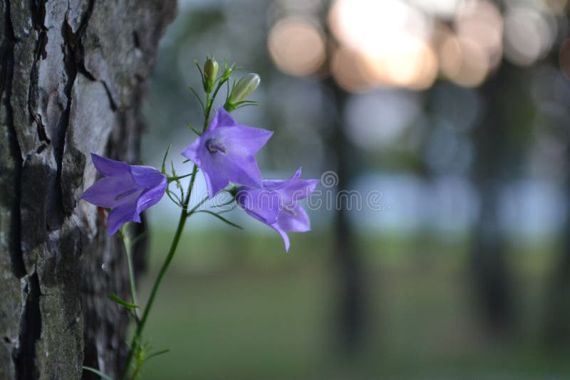 Beautifiul Flowers Grow Up from the Tree Stock Image - Image of nature ...