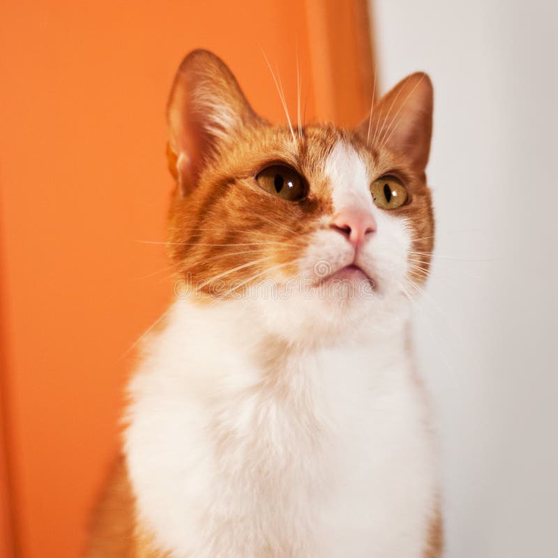 Beautifu cat stock photo. Image of kitty, domestic, beautiful - 43121282