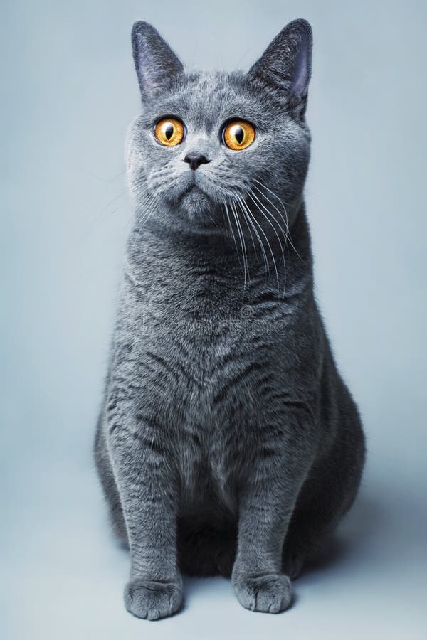 Beautifu Funnyl Home Gray British Cat Stock Photo - Image of short ...
