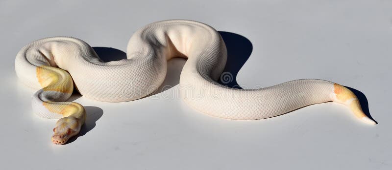 A Beautifu Python Regius Snake Stock Image - Image of herpetology ...