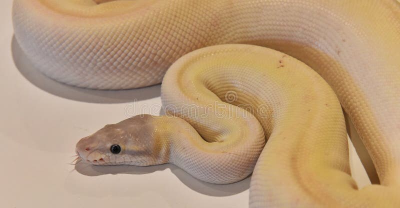 A Beautifu Python Regius Snake Stock Photo - Image of looking ...