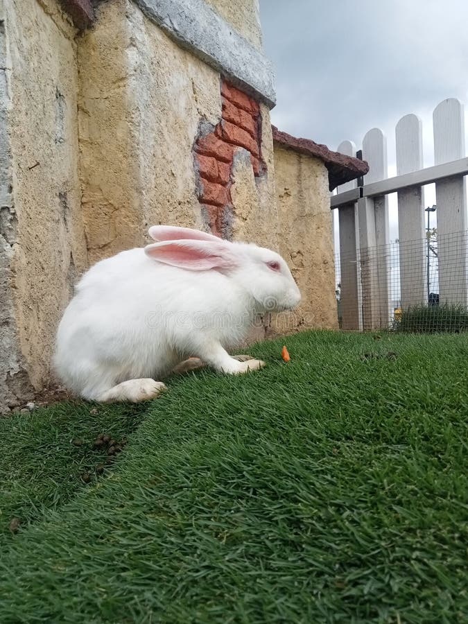 A Beautiful White Rabbit is Happily Eating Stock Image - Image of ...