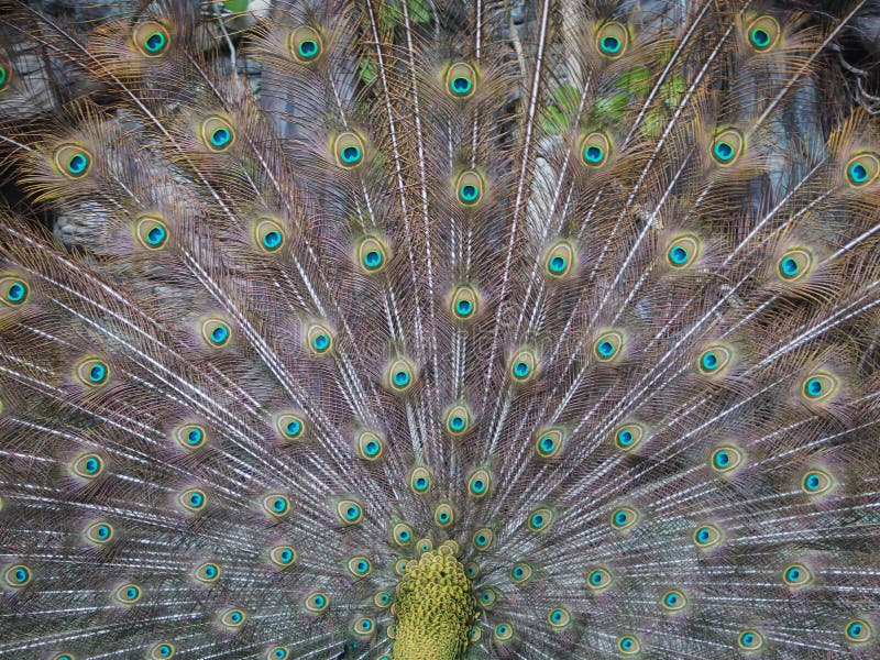 Beautiful Abstract Background of Peacock Wing Stock Image - Image of ...
