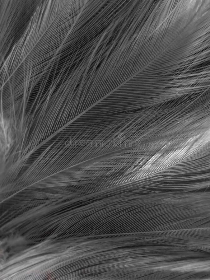 Beautiful Abstract Black Feathers on White Background and Soft White ...
