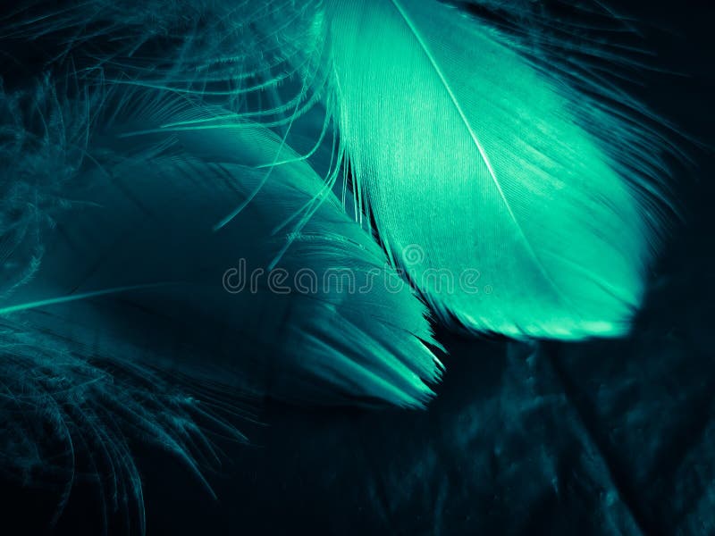 Beautiful Abstract Blue and Green Feathers on Dark Background and Soft ...