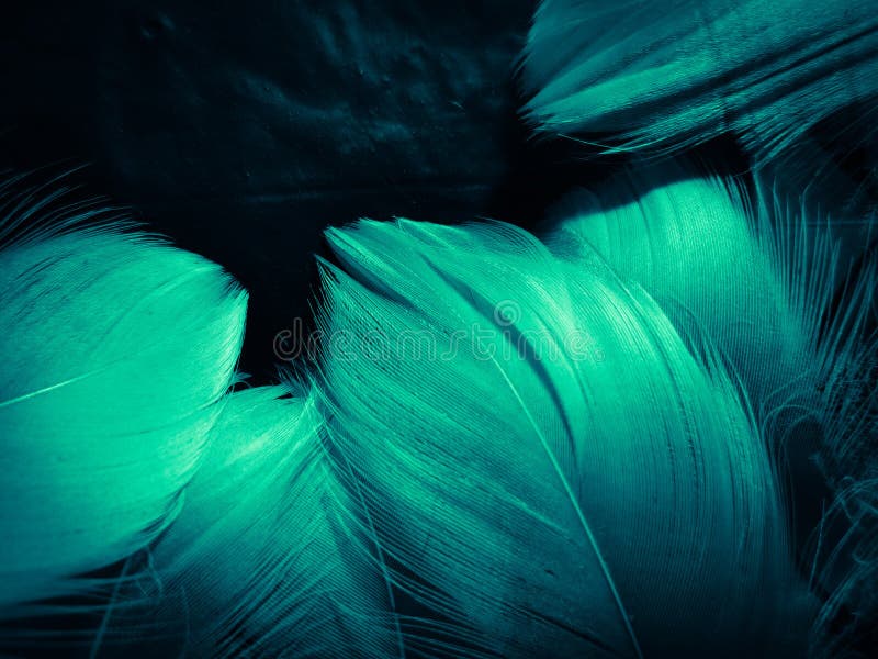 Beautiful Abstract Blue and Green Feathers on Dark Background and Soft ...