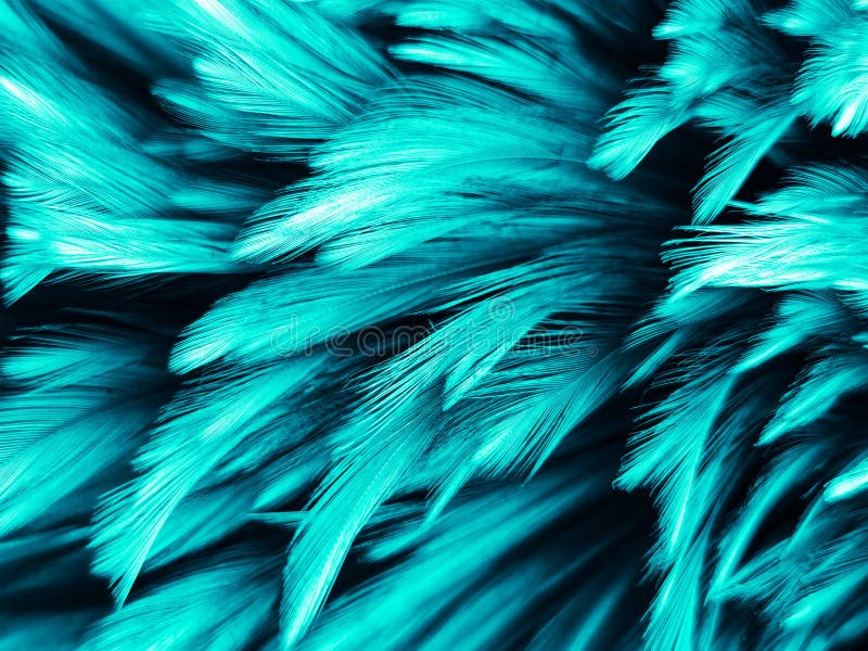 Beautiful Abstract Blue and Green Feathers on Dark Background and Soft ...