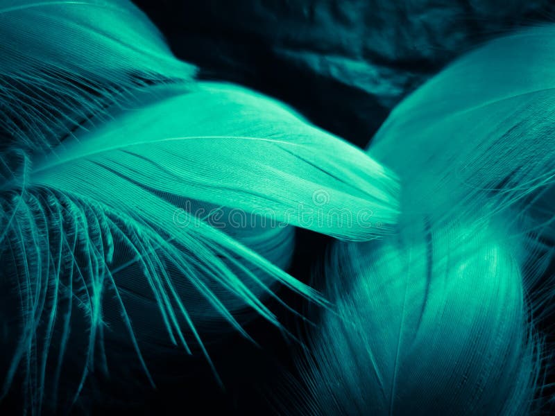 Beautiful Abstract Blue and Green Feathers on Dark Background and Soft ...