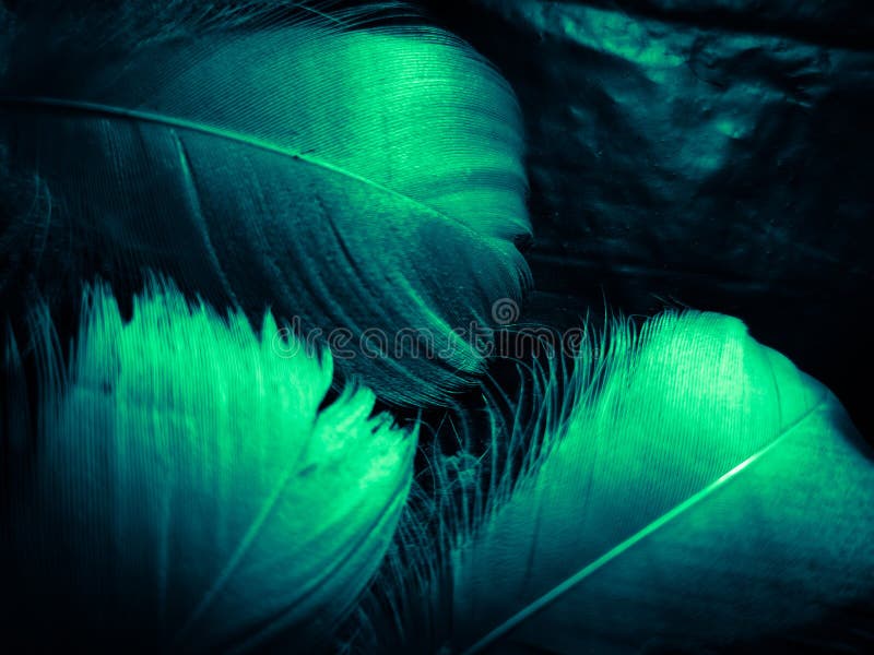 Beautiful Abstract Blue and Green Feathers on Dark Background and Soft ...