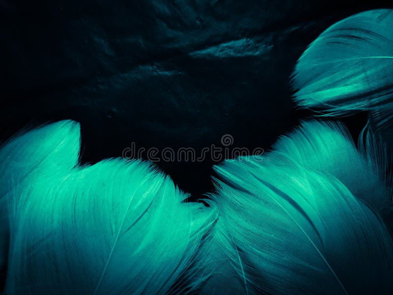 Beautiful Abstract Blue and Green Feathers on Dark Background and Soft ...