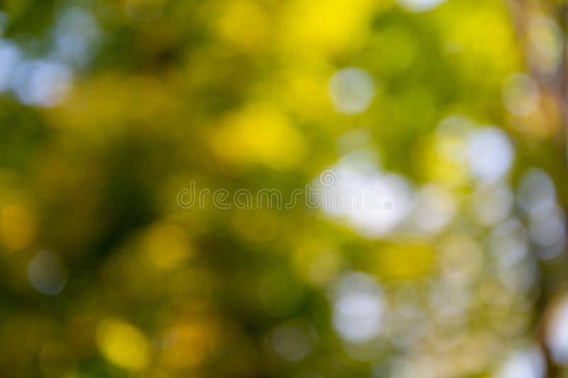Beautiful Abstract Blurred Green Background. Sunny Abstract Green ...