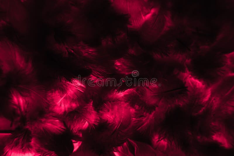Beautiful Abstract Colorful Red and Pink Feathers on Black Background ...