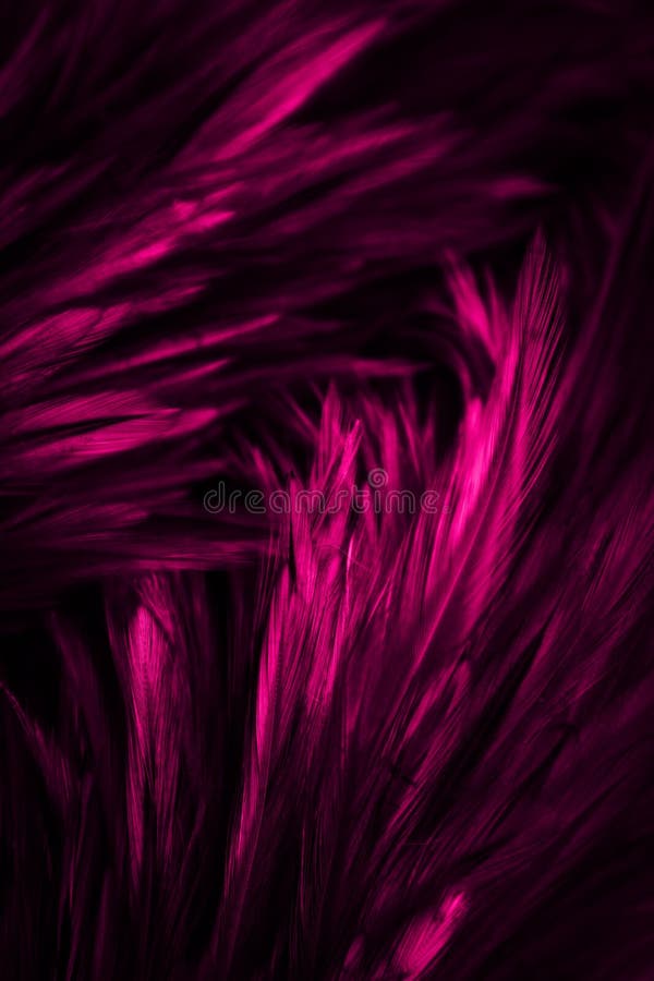 Beautiful Abstract Colorful Red and Pink Feathers on Dark Background ...