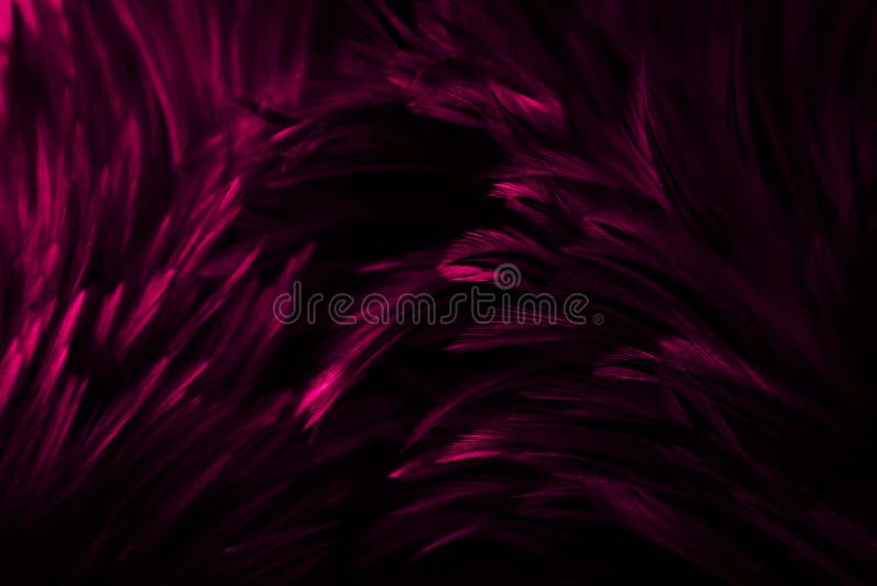 Beautiful Abstract Colorful Red and Pink Feathers on Dark Background ...