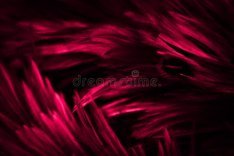 Beautiful Abstract Colorful Red and Pink Feathers on Dark Background ...