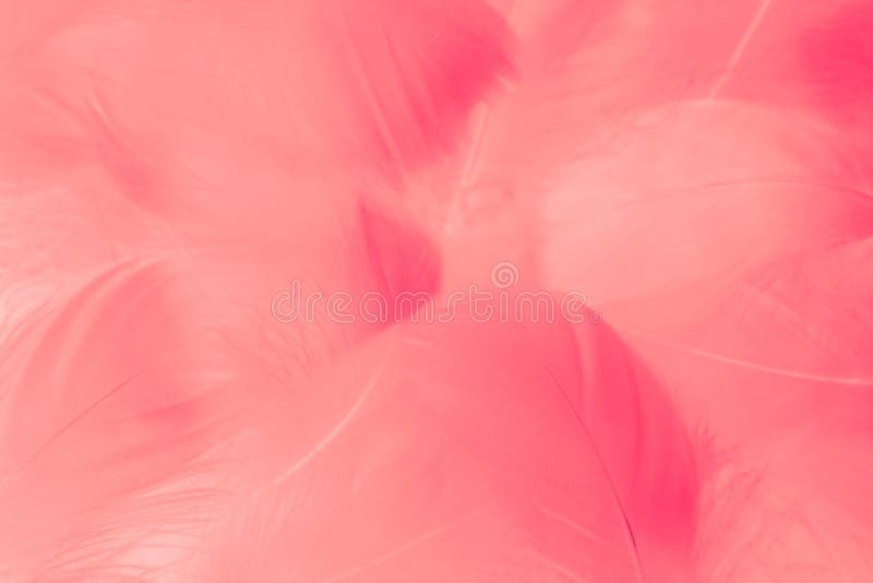 Beautiful Abstract Colorful Red and Pink Feathers on White Background ...