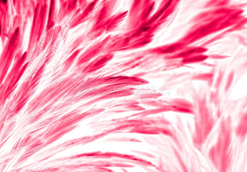 Beautiful Abstract Colorful Red and Pink Feathers on White Background ...
