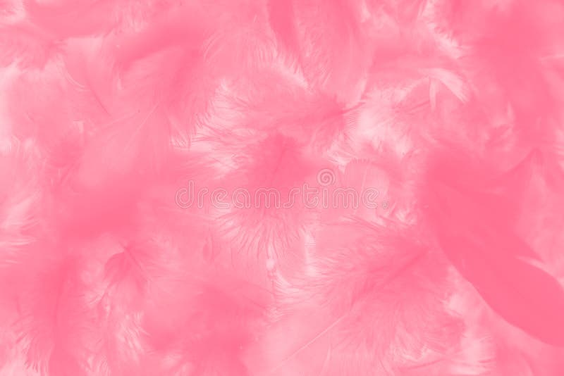 Beautiful Abstract Colorful Red and Pink Feathers on White Background ...