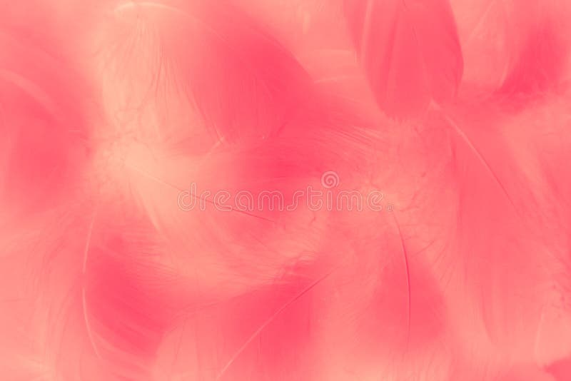 Beautiful Abstract Colorful Red and Pink Feathers on White Background ...