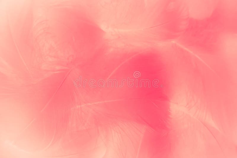 Beautiful Abstract Colorful Red and Pink Feathers on White Background ...
