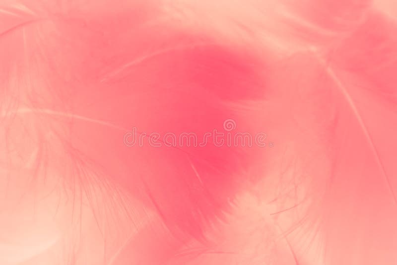 Beautiful Abstract Colorful Red and Pink Feathers on White Background ...
