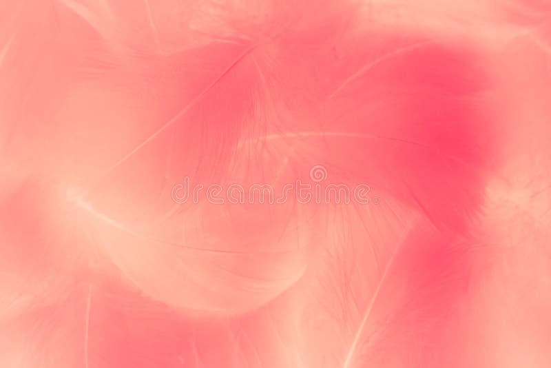 Beautiful Abstract Colorful Red and Pink Feathers on White Background ...