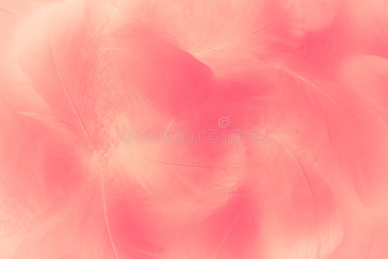 Beautiful Abstract Colorful Red and Pink Feathers on White Background ...