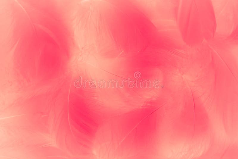 Beautiful Abstract Colorful Red and Pink Feathers on White Background ...