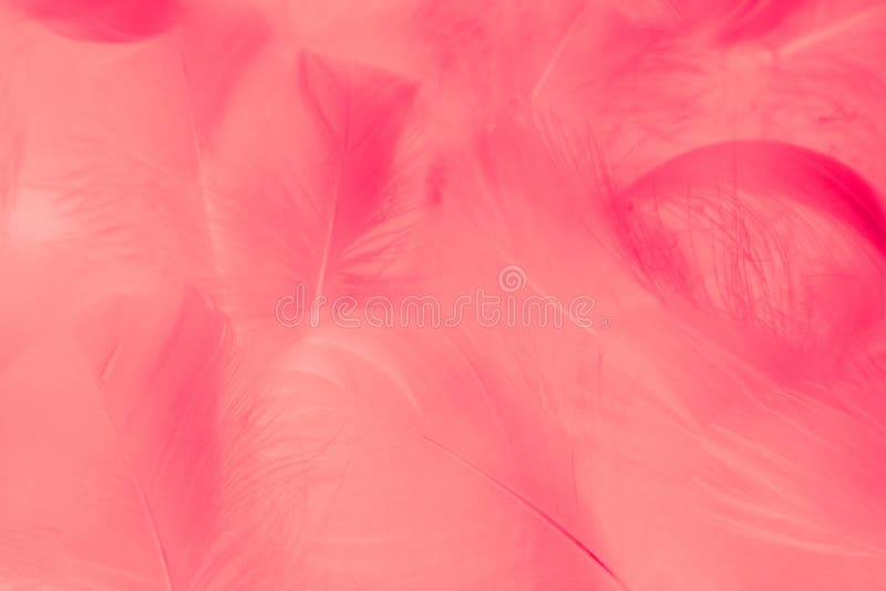 Beautiful Abstract Colorful Red and Pink Feathers on White Background ...