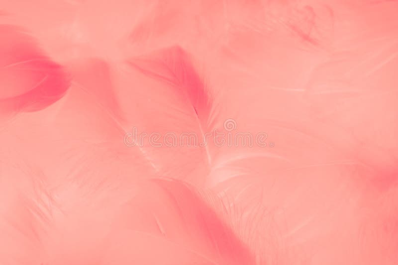 Beautiful Abstract Colorful Red and Pink Feathers on White Background ...