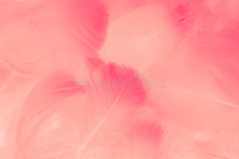 Beautiful Abstract Colorful Red and Pink Feathers on White Background ...