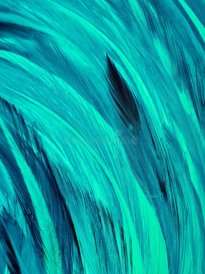 Beautiful Abstract Colorful White and Green Feathers on White ...