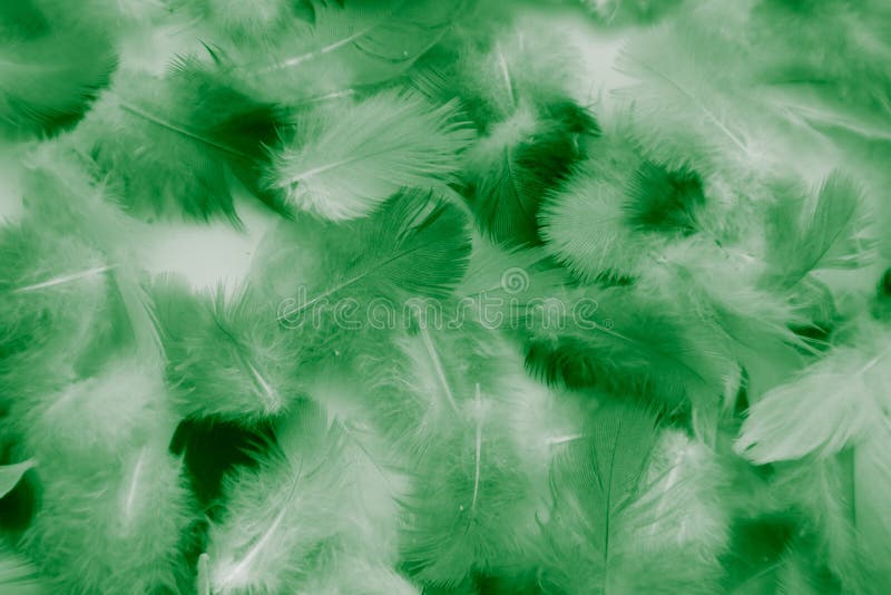 Beautiful Abstract Colorful White and Light Green Feathers on White ...