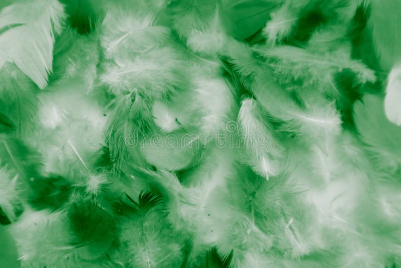 Beautiful Abstract Colorful White and Light Green Feathers on White ...