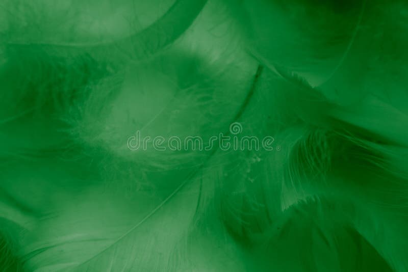 Beautiful Abstract Colorful White and Light Green Feathers on White ...