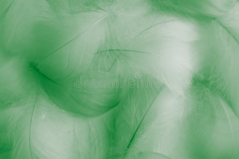 Beautiful Abstract Colorful White and Light Green Feathers on White ...
