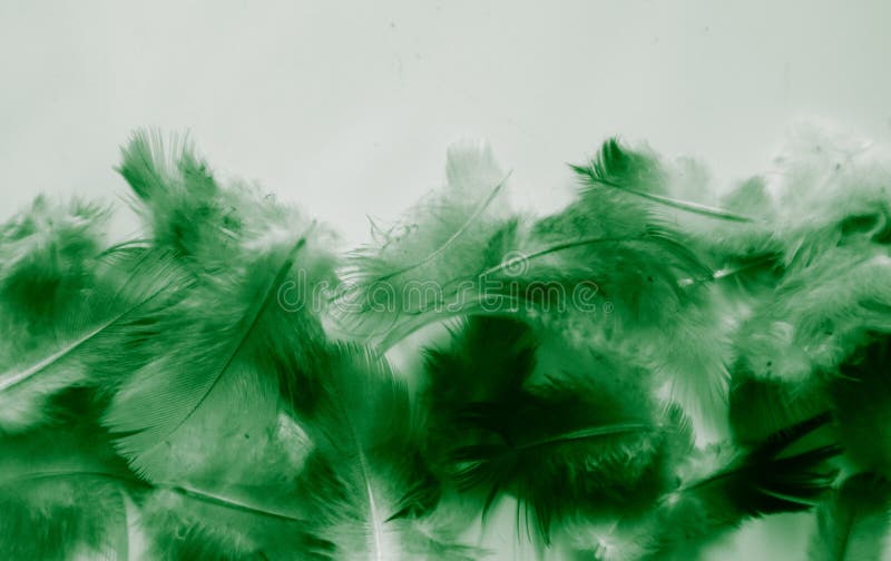 Beautiful Abstract Colorful White And Light Green Feathers On White ...