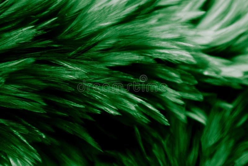 Beautiful Abstract Colorful White and Light Green Feathers on White ...