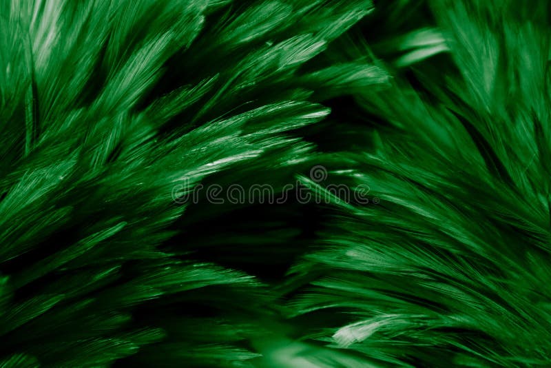Beautiful Abstract Colorful White and Light Green Feathers on White ...