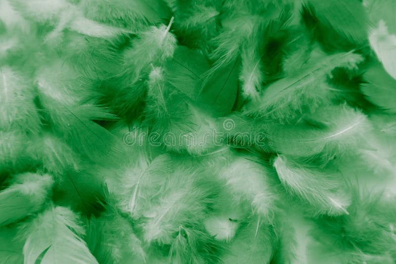 Beautiful Abstract Colorful White and Light Green Feathers on White ...