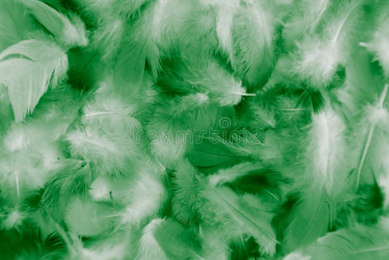 Beautiful Abstract Colorful White and Light Green Feathers on White ...
