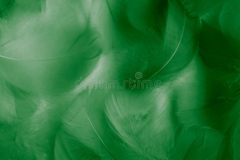 Beautiful Abstract Colorful White and Light Green Feathers on White ...