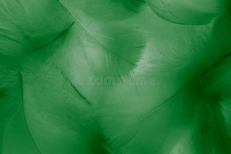 Beautiful Abstract Colorful White and Light Green Feathers on White ...