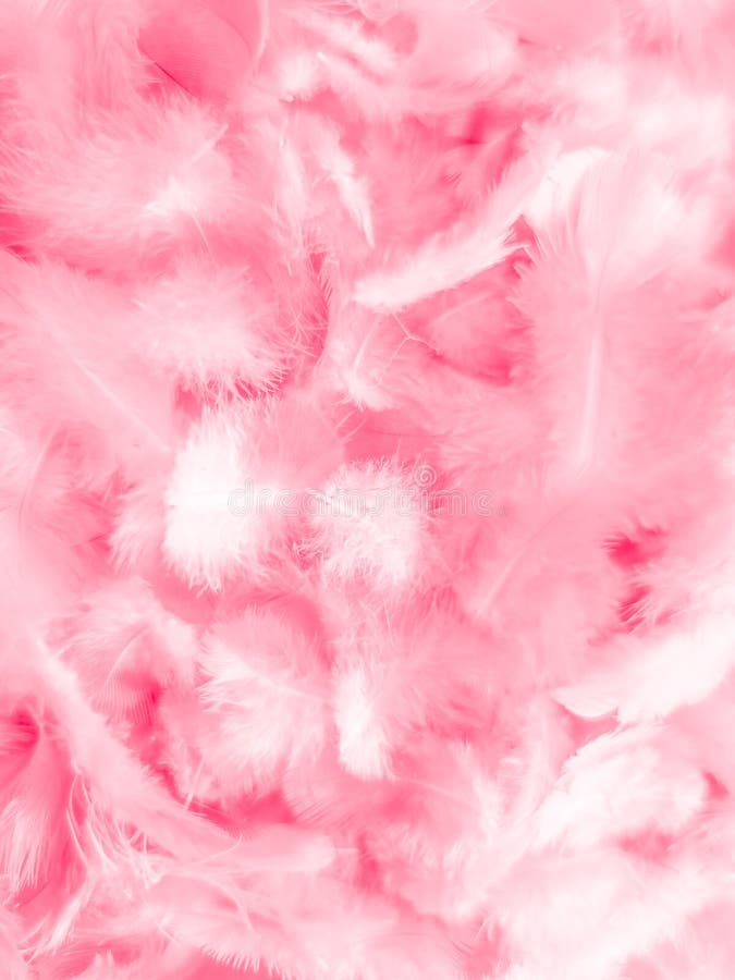 Beautiful Abstract Colorful White and Pink Feathers on White Background ...