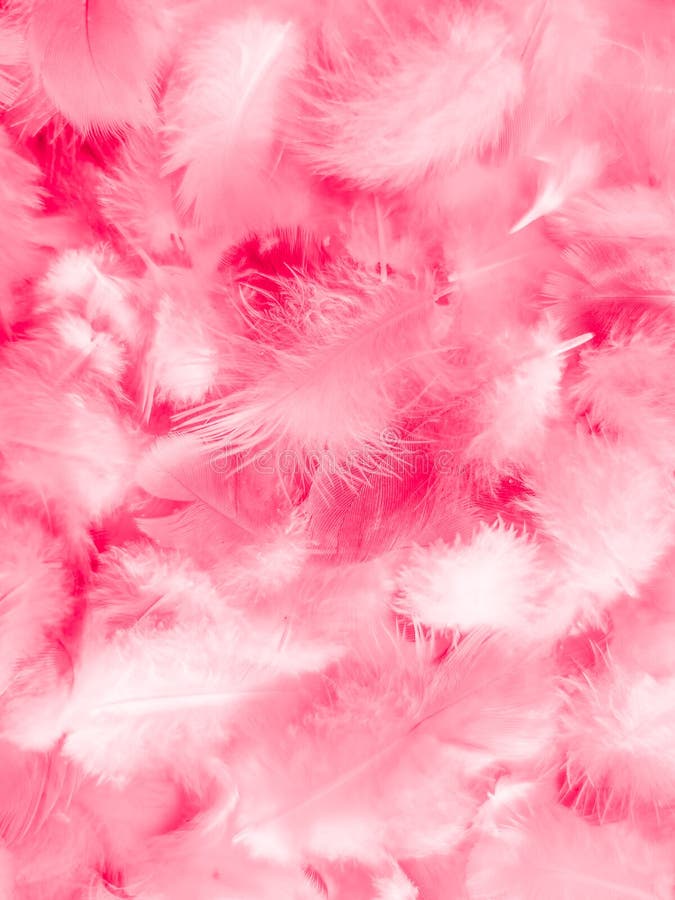 Pink Feather Background
