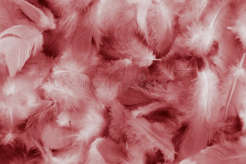 Beautiful Abstract Colorful White and Red Feathers on Black Background ...