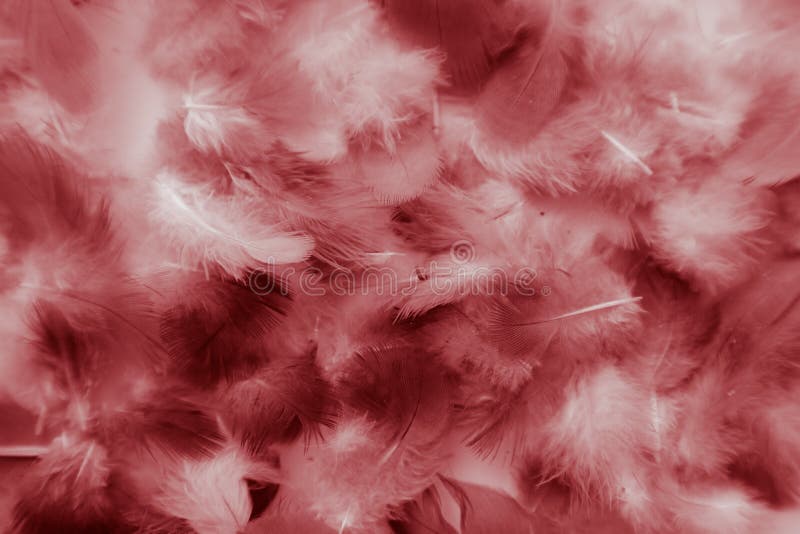 Beautiful Abstract Colorful White and Red Feathers on Black Background ...